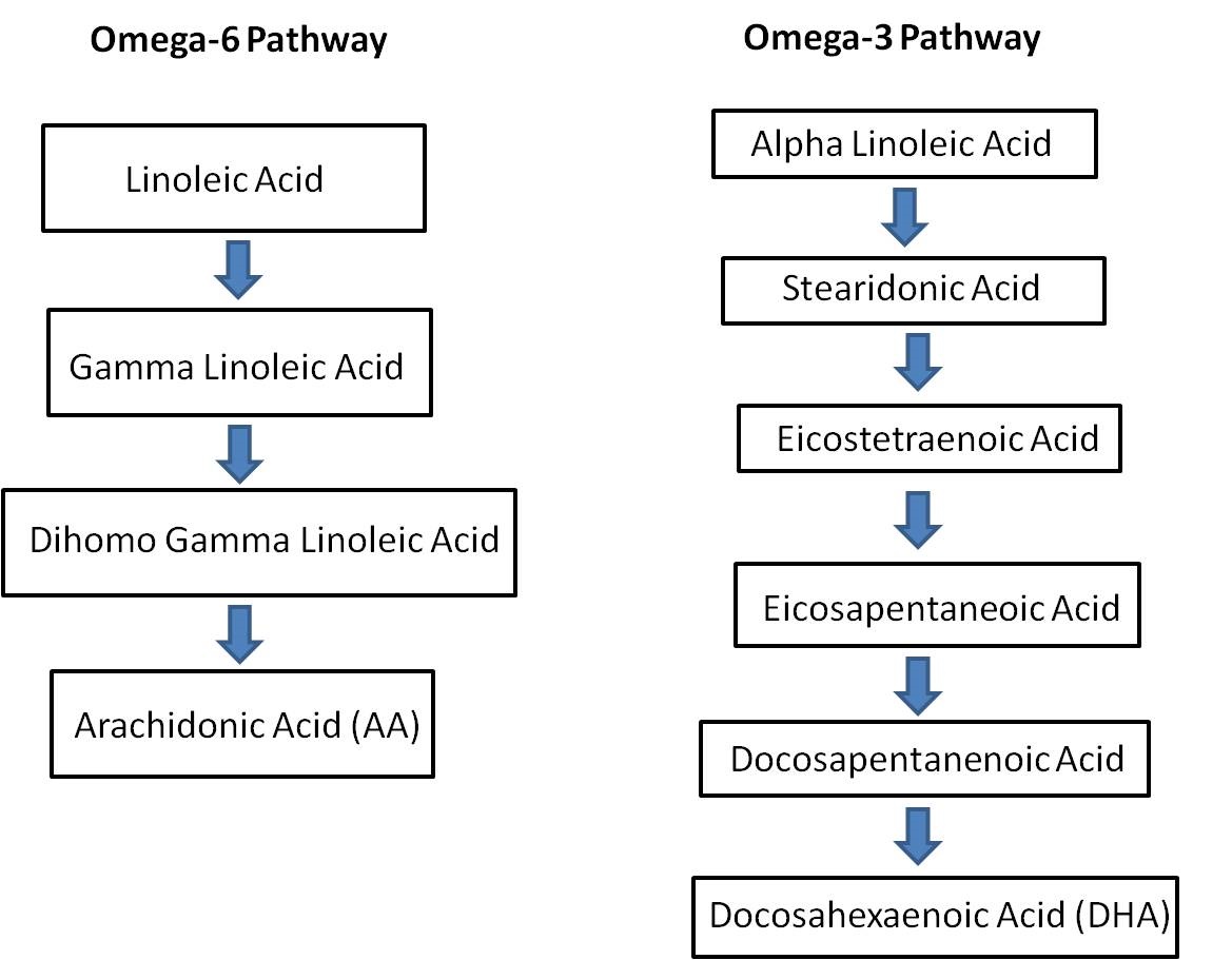Mechanism Of Intrauterine DHA And AA Transfer – Dr. Sriram Seshadri